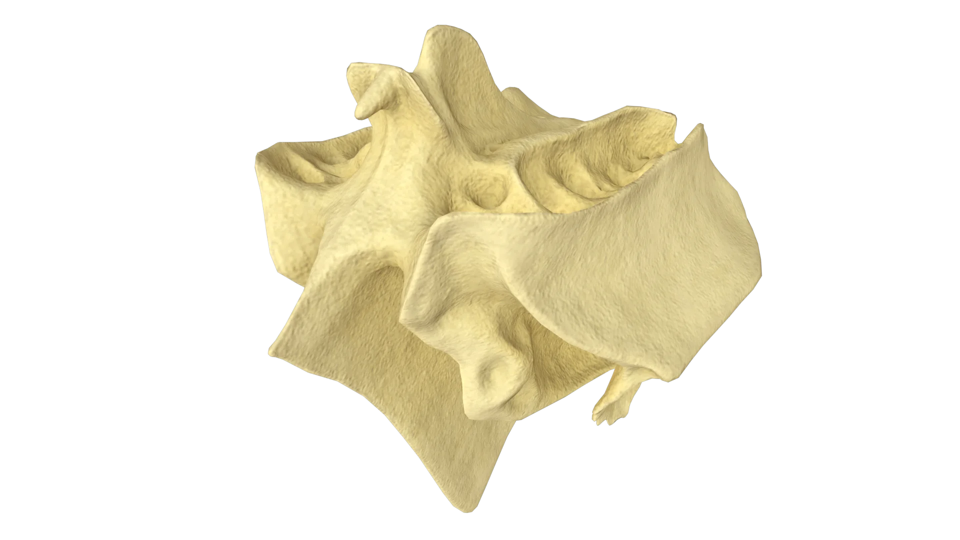 Modelo anatómico 3D del hueso temporal (derecha) | VOKA